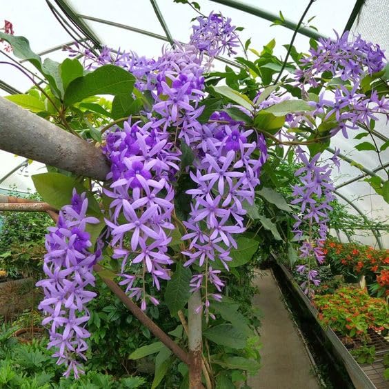 PETREA VOLUBILIS VINE FLOWER PLANT/NILMONI LOTA OUTDOOR GARDEN LIVE ...