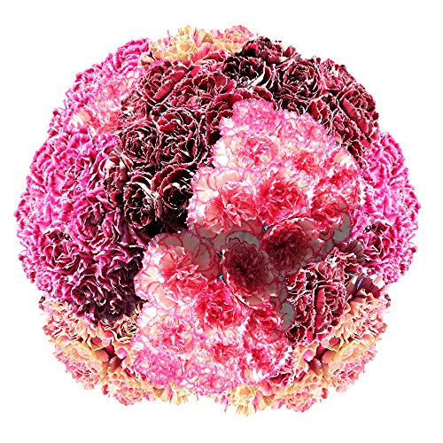 Amazon Best Sellers: Best Fresh Cut Carnations