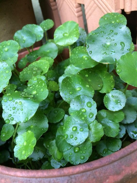 YOTOVA X1 Live Coin Plant Chinese Lucky Money Plant Tree for Office ...