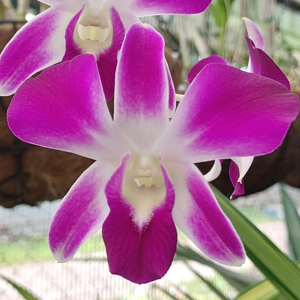 Buy Click Orchid Dendrobium Sonia Purple and Sonia White Orchid Live ...