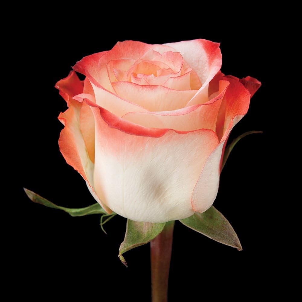 Amazon.com : 50 Bicolor Roses - Cabaret Variety - XXL Blooms : Grocery ...