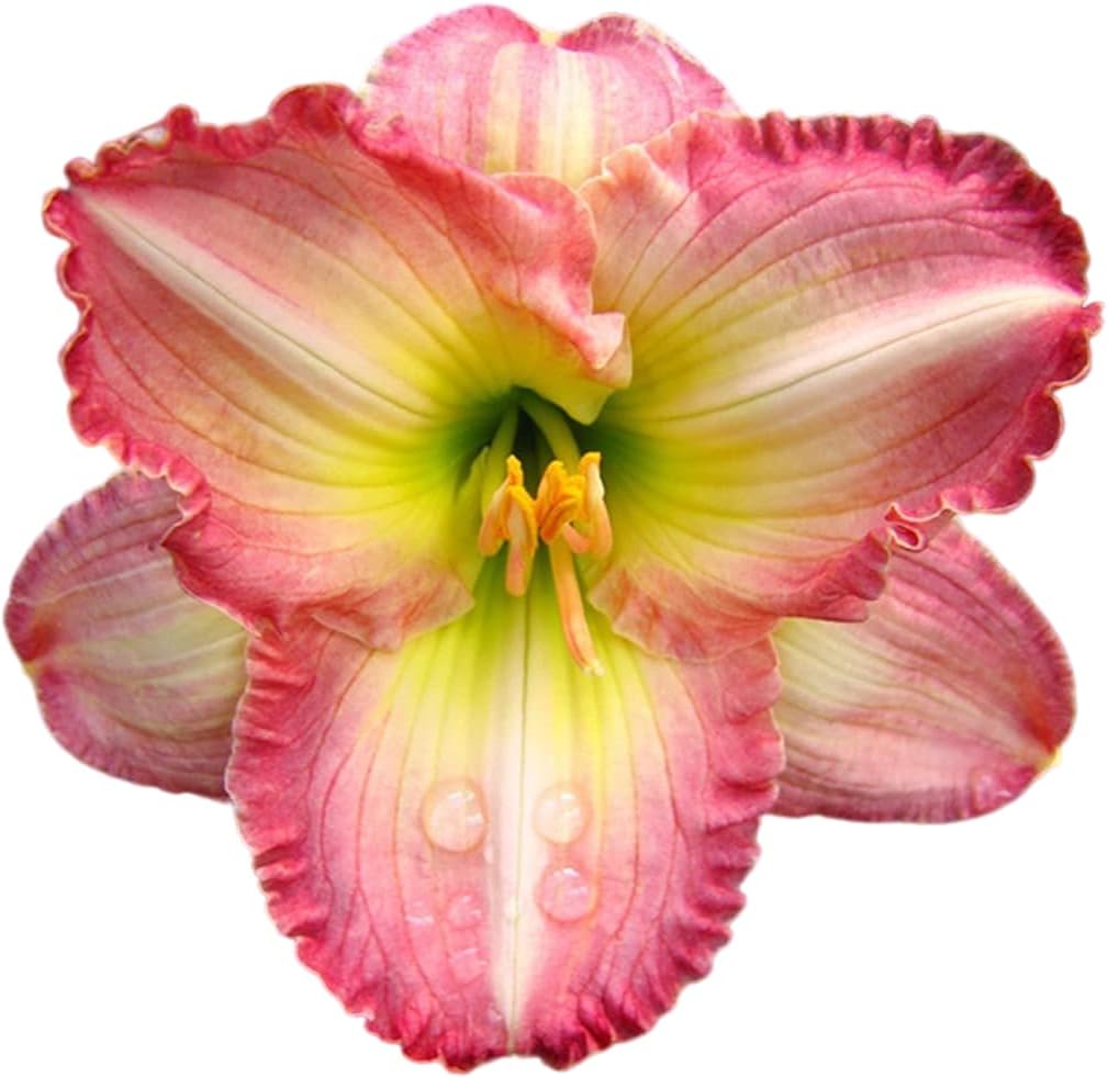 Amazon.com : Votaniki Frosted Vintage Ruffles Daylily Roots - Perennial ...