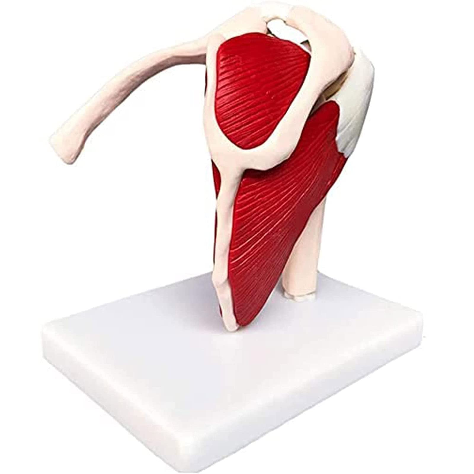 Buy LJBOZ Shoulder Joint Muscles Model, Human Joint Model Model with ...