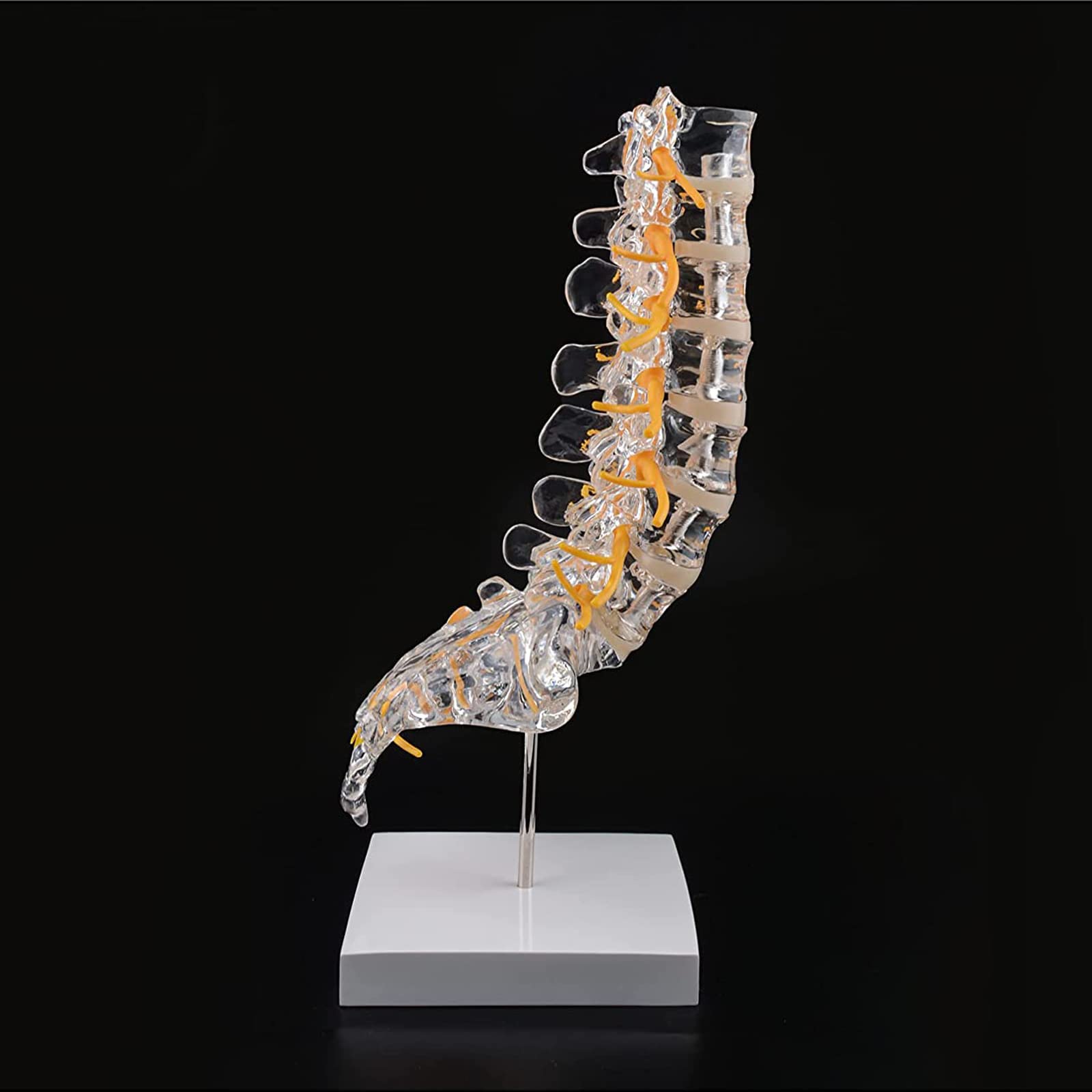 Buy UIGJIOG Transparent Lumbar Spine Model with Tail, Intervertebral ...