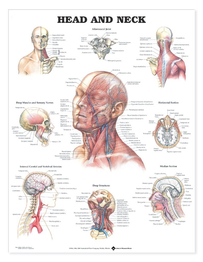 HEAD AND NECK PU: Anatomical Chart : Tbd: Amazon.es: Industria ...