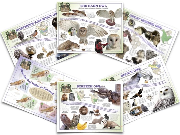 Amazon.com: Owl Brand Discovery Kits Owls of North America 18x24 ...
