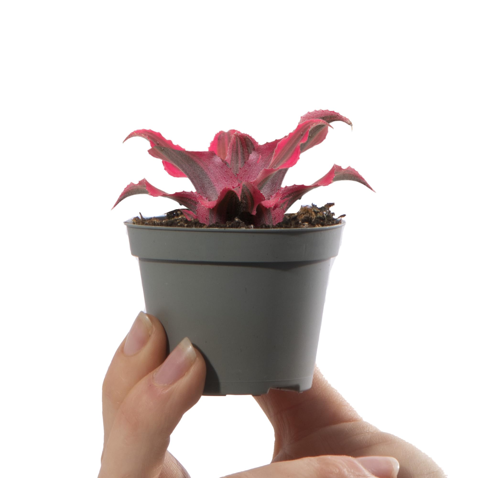 Baby Earth Star | Cryptanthus Ruby Star | Small Indoor Plants | House ...