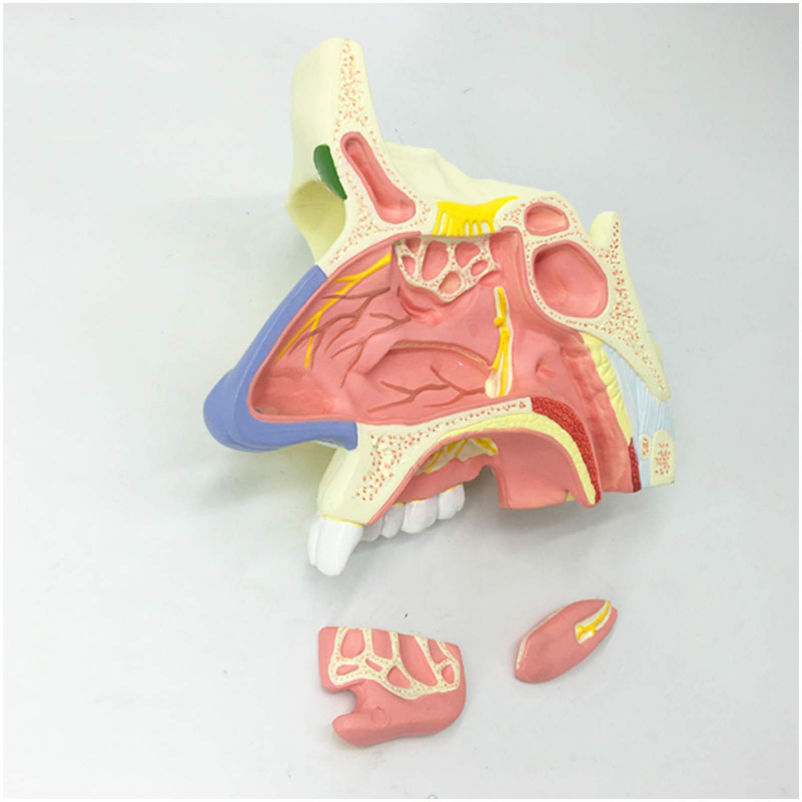 Nose Models This Nose Model Illustrates The Structure Of