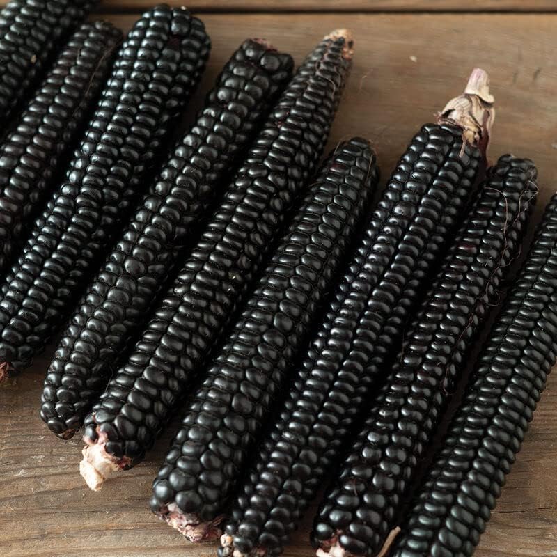 Amazon.com : Midnight Black Corn Seeds for Planting (30 Seeds) - Non ...