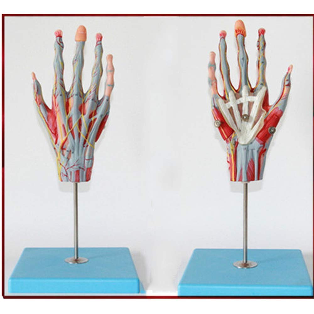 Buy Anatomical model of the hand with a neurovascular muscle model of ...