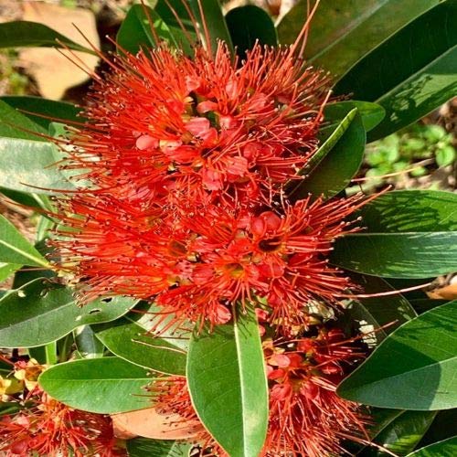 BIGBCART Xanthostemon Chrysanthus Ant Brush Shaped Flowering Tree Hardy ...