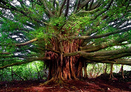 Creative Farmer Tree Seeds Banyan Tree - Indian Strangler Fig Big Tree ...