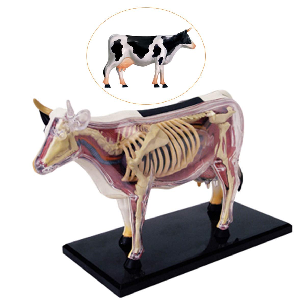 Lxx Scientific Anatomy Animal Model Dairy Cow Anatomical Model ...