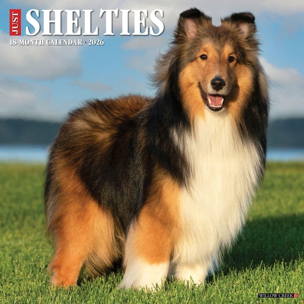 Willow Creek Press, Just Shelties 2026 Wall Calendar, 12'' X 12'', 18 ...