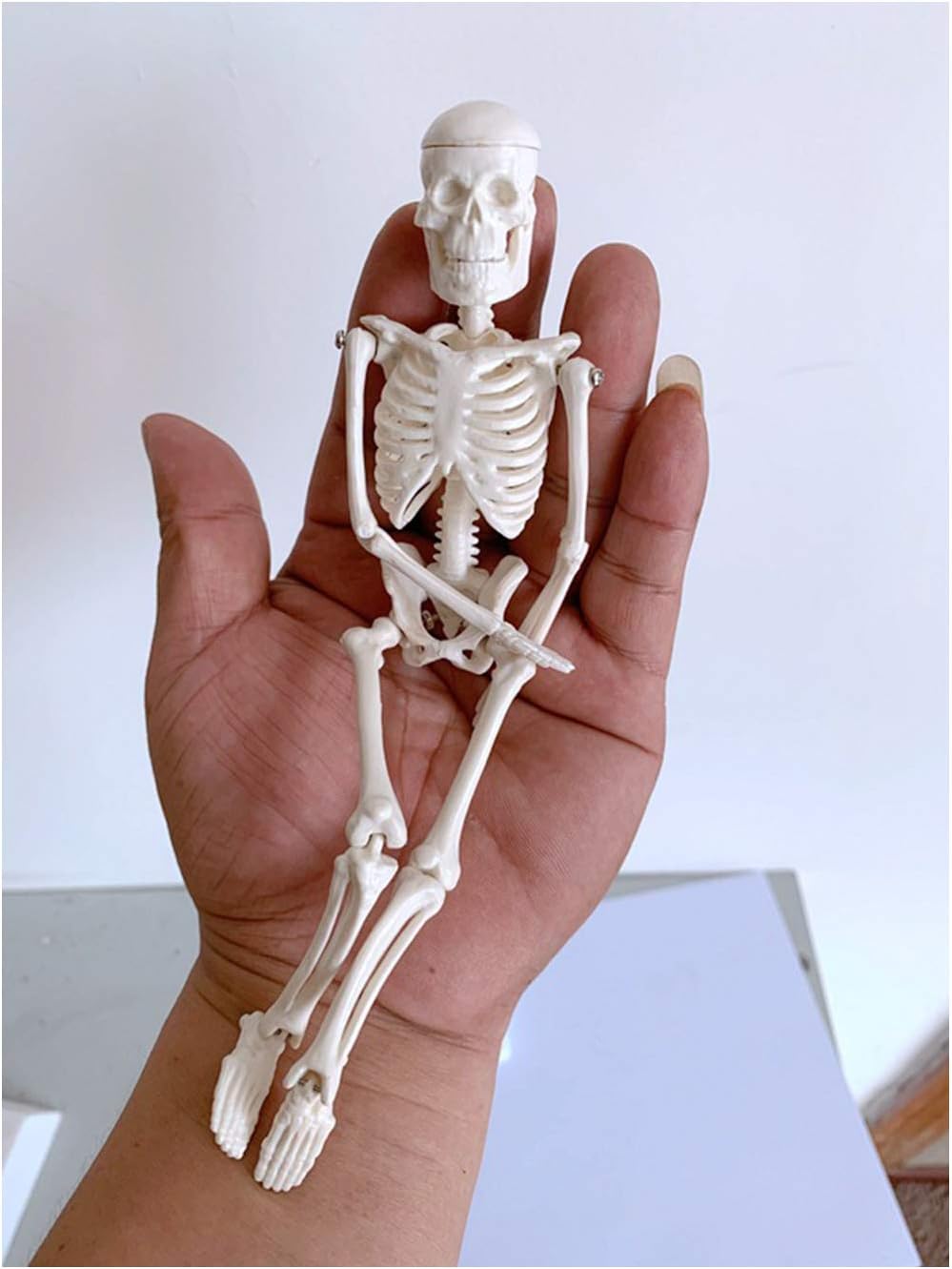 Amazon.co.jp: 20cm Human Skeleton Model - Removable Human Bone Model ...