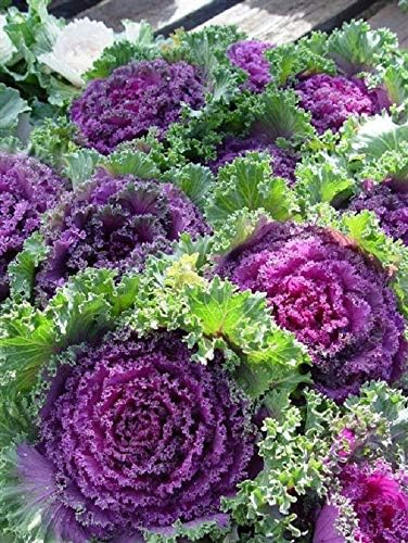 Amazon.com : GL Seeds Ornamental Cabbage Mix Non GMO : Patio, Lawn & Garden