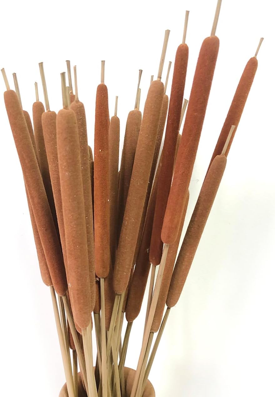 Amazon.com: DongArts 30 Pcs Dried Natural Cattails Jumbo for Rustic ...