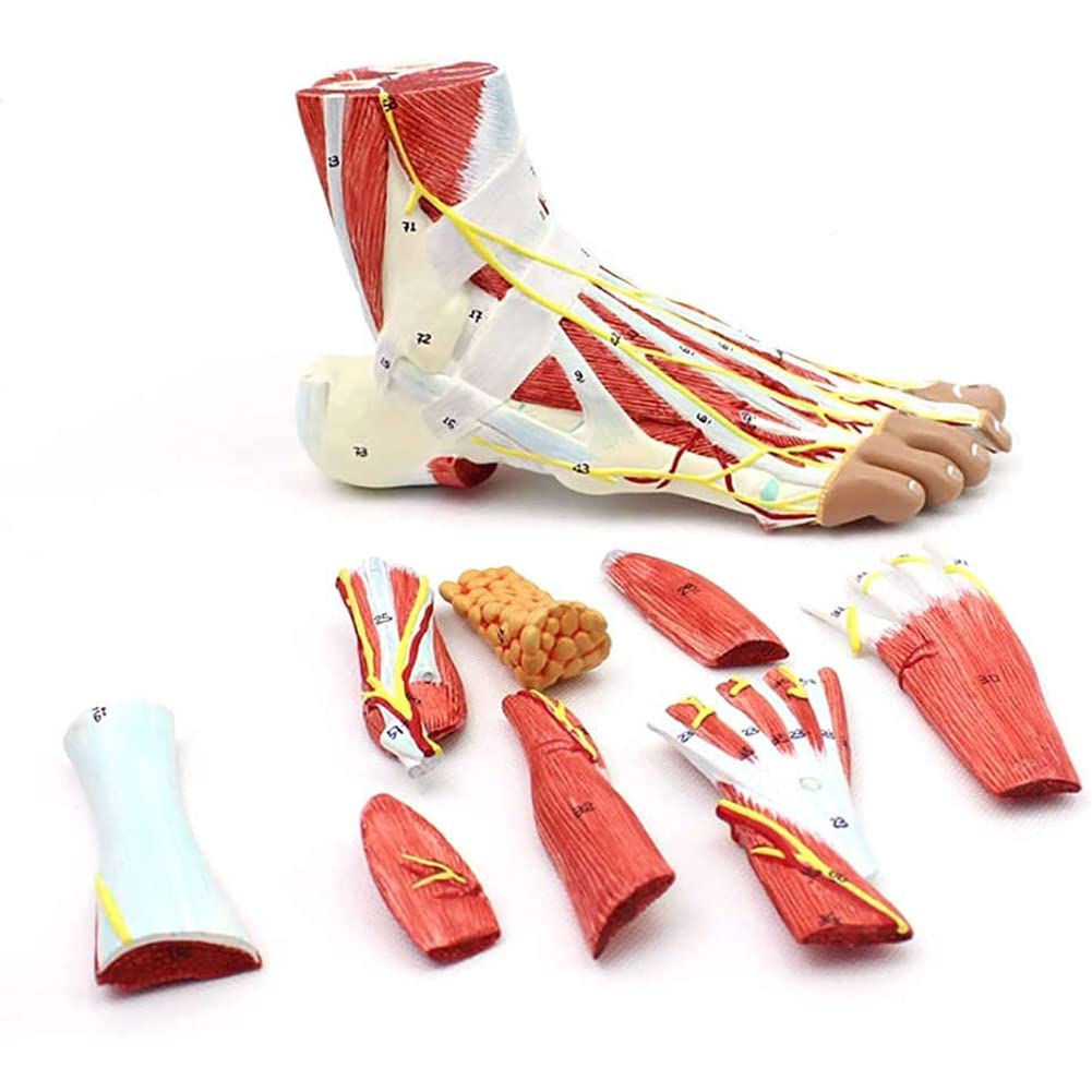 Buy JUCHENG Foot Anatomy Model - Regional Anatomy Of The Foot With ...