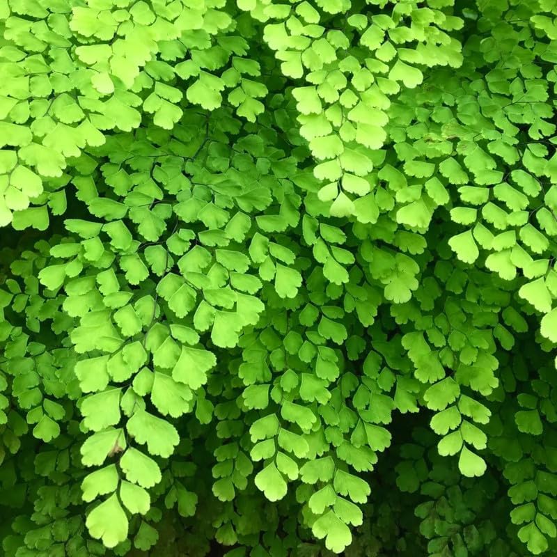 Amazon.com : Fern Plant Pot, Maidenhair Fern Plant Live, 3.5 Inc Potted ...