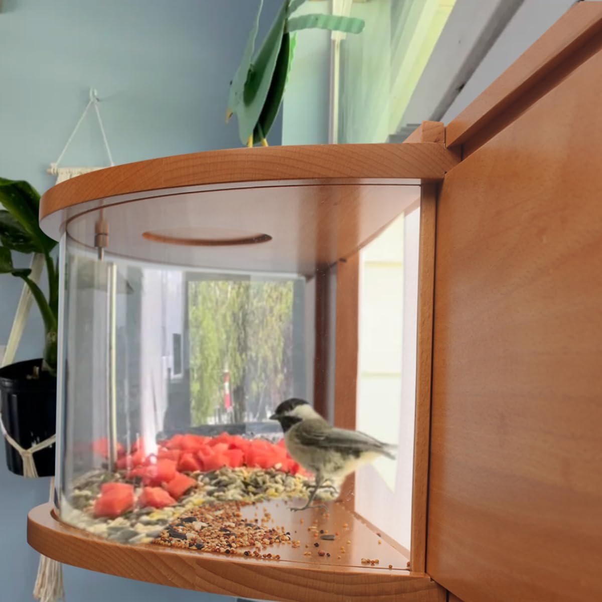 Amazon.com : GeRRiT Hand Made Solid Wood Bird Feeder Window Insert in ...