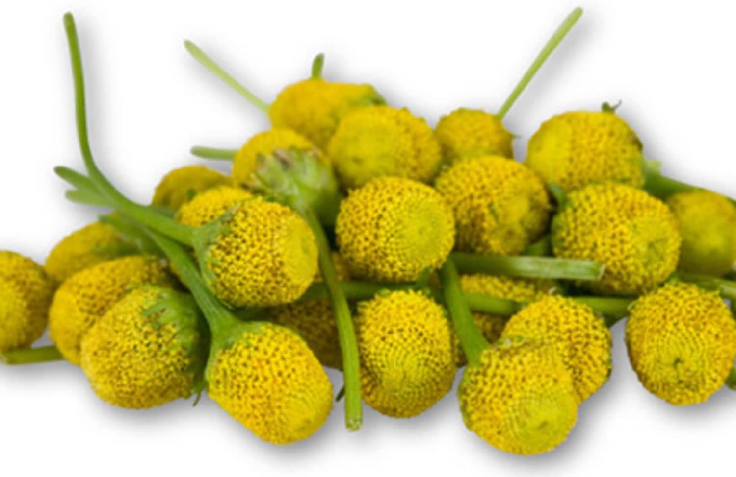 Amazon.com: 50 Count Fresh Edible Szechuan Flowers - Dried Buzz Buttons ...