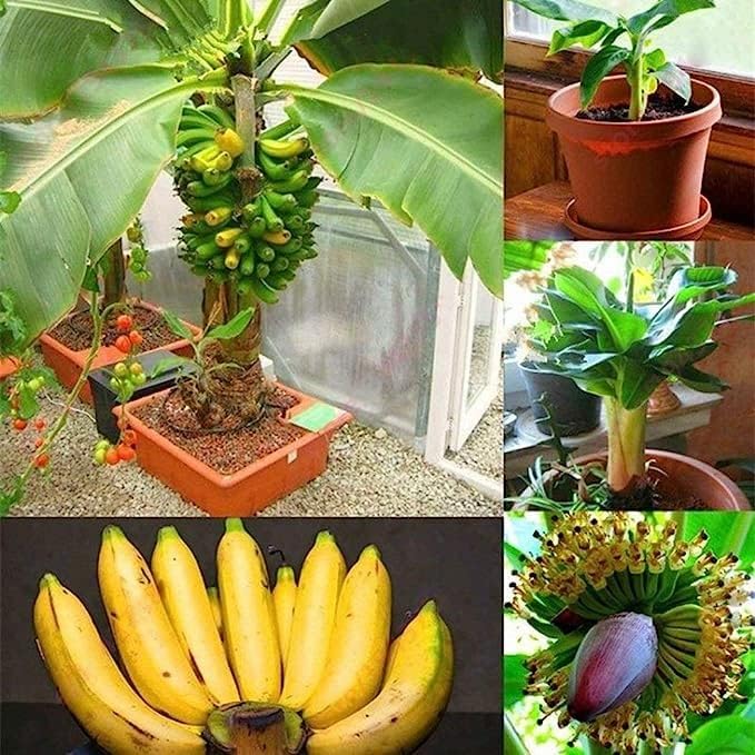 GREEN COLLECTION Real Live Banana Kela Fal Ka Podha plant Tc Green ...