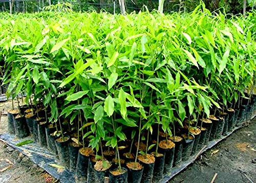 Rudeez Most expensive Rare Agarwood Plant in grow bag-(Pack of 10 ...