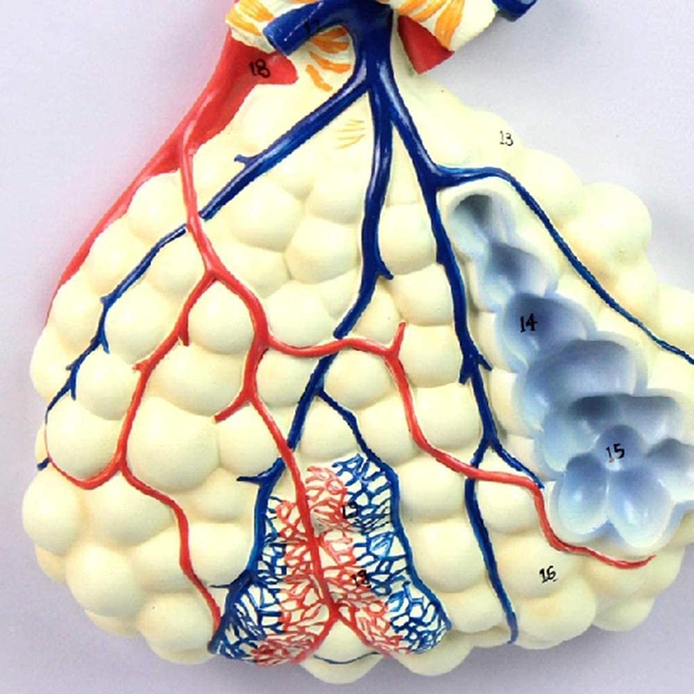 Respiratory System Model With Pulmonary Alveoli Relief Alveoli:
