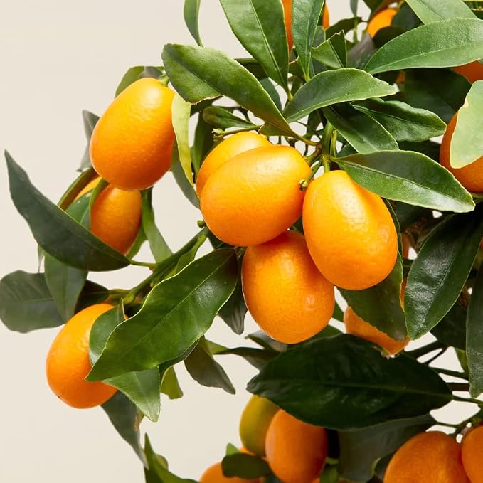 Amazon.com : Kumquat Tree Live Plant, 1 FT Tall, Plant All Year, Edible ...