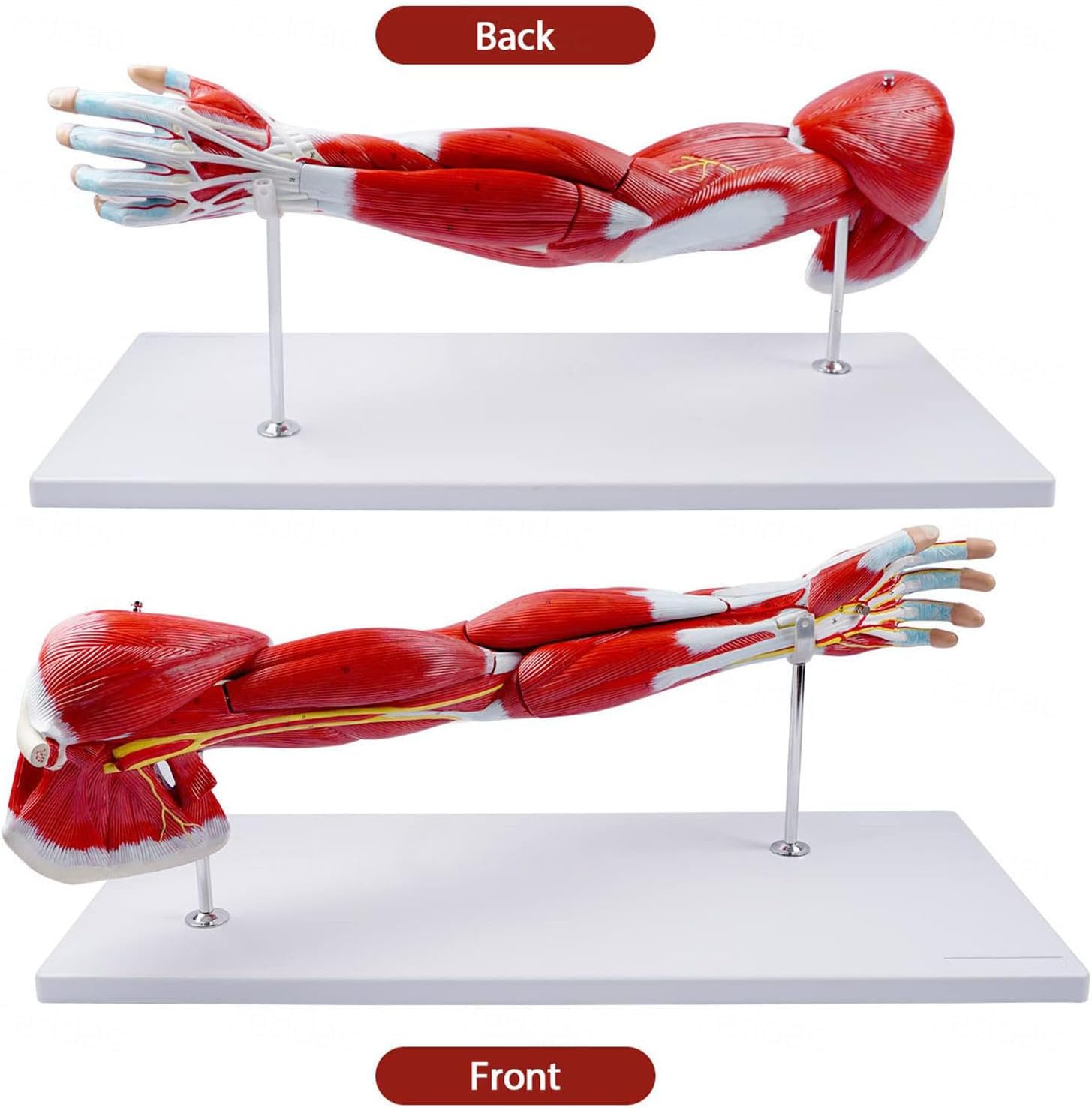 Modelo de anatomía de brazo muscular de 30 Chile | Ubuy