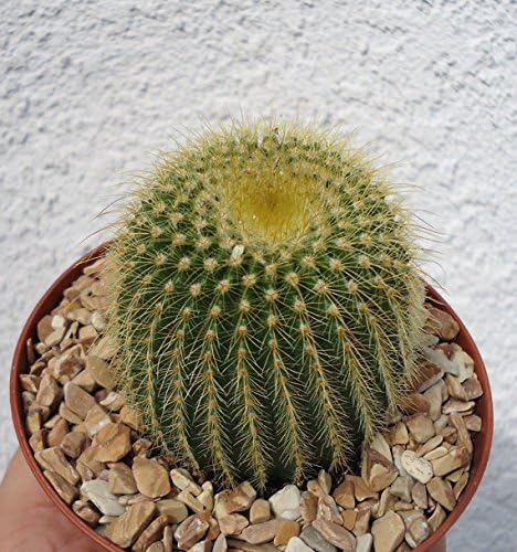 Amazon.com : Golden Ball Cactus-Notocactus Leninghausii : Patio, Lawn ...