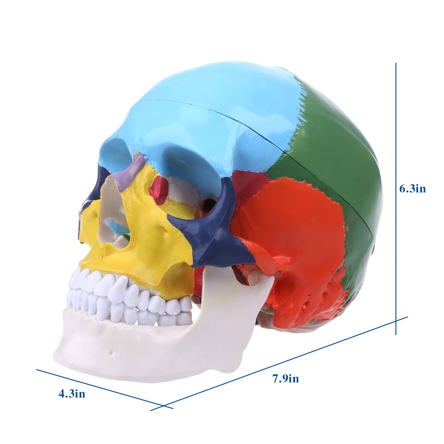 Snapklik.com : Human Anatomy Skeleton Model, Lift Size 1/2 Lift Size ...