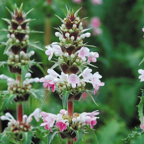Morina longifolia : plantation, culture, entretien