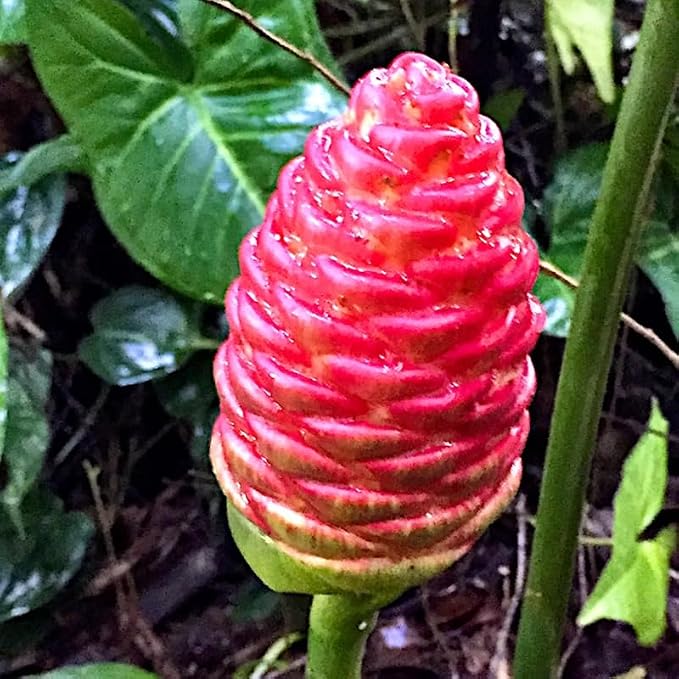 Amazon.com : 4 Zingiber Zerumbet Shampoo Ginger Roots, Awapuhi Fresh ...