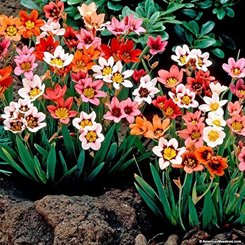 Tritonia Mixed Winter Season Flower Bulbs (Germination Guaranteed)(2 ...