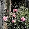 Amazon.com : True Bloom 'True Bliss' Pink Rose Bush, Live Roses & Rose ...