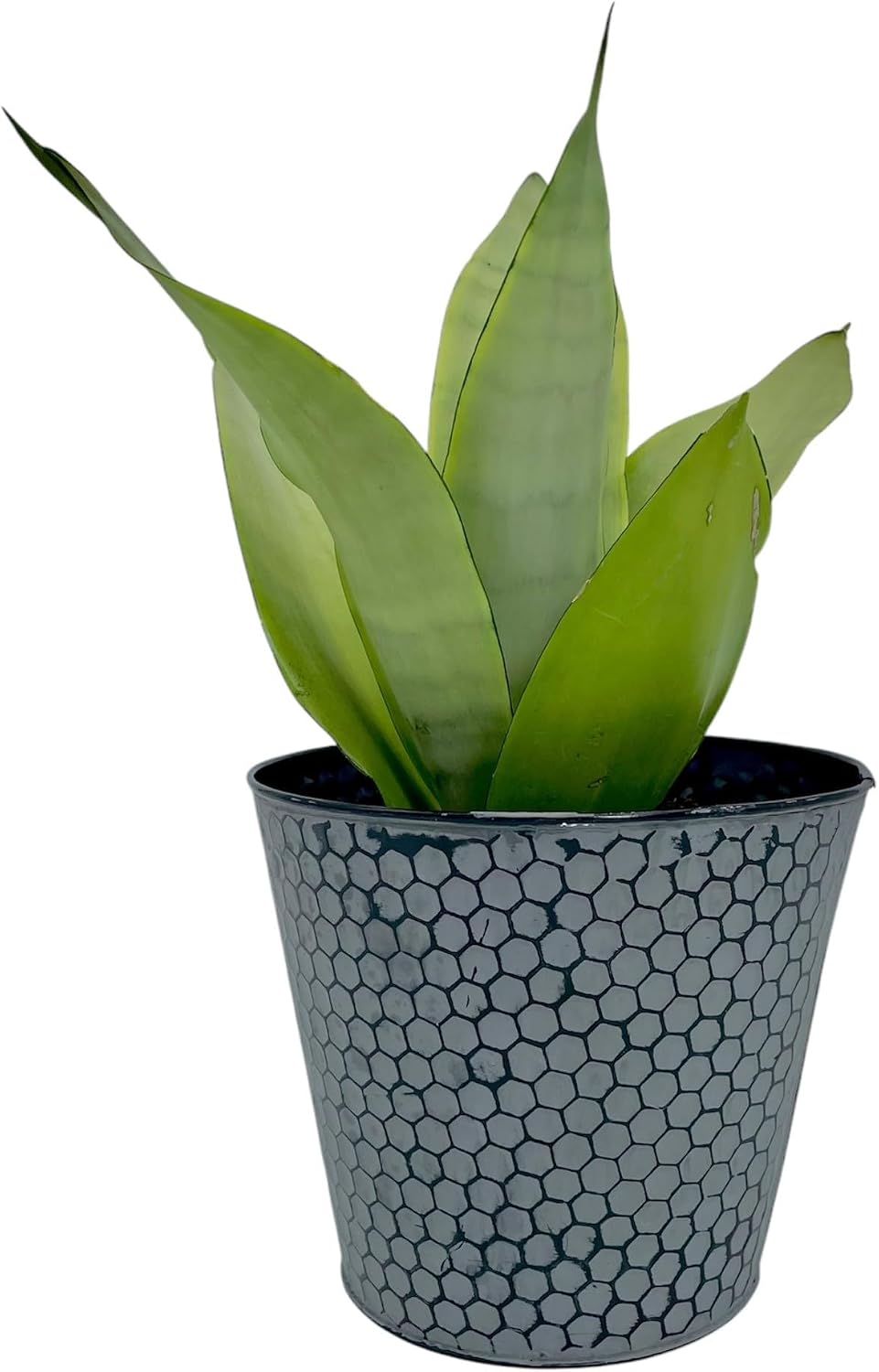 Amazon.com : Everbloom Growers Sansevieria in 6 in. Metal Deco Pot ...