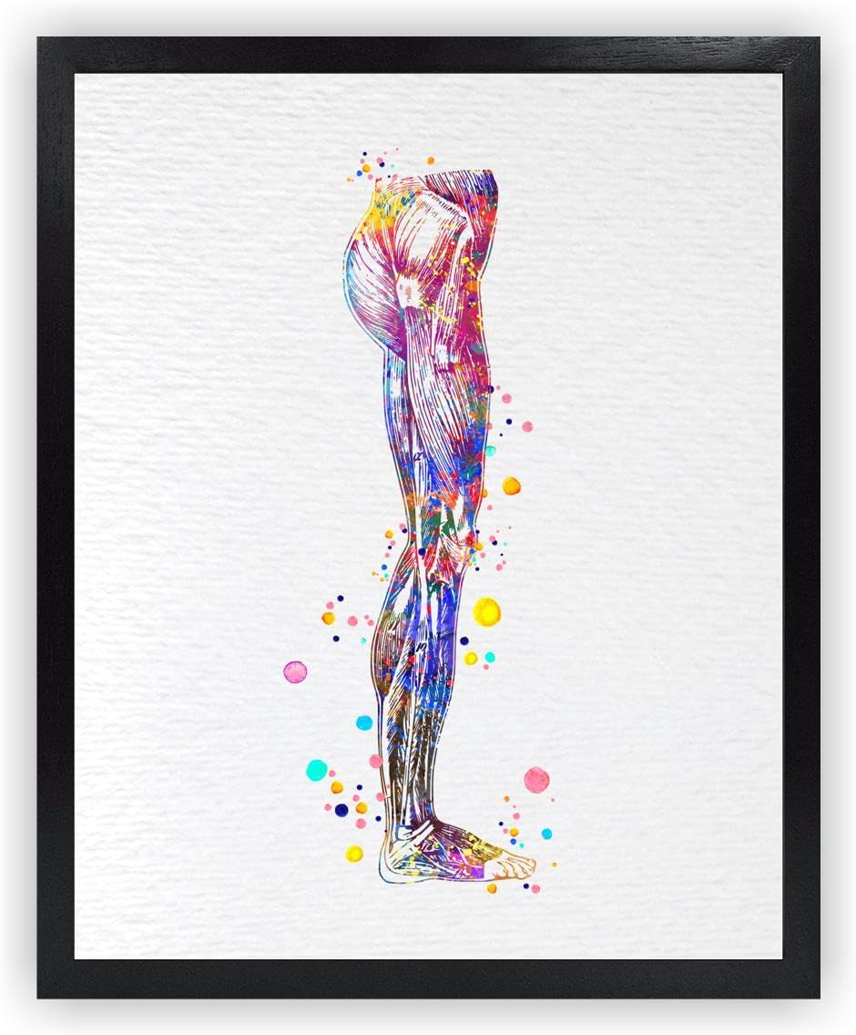 Amazon.com: Dignovel Studios 8X10 Unframed Human Leg Muscle Anatomy ...