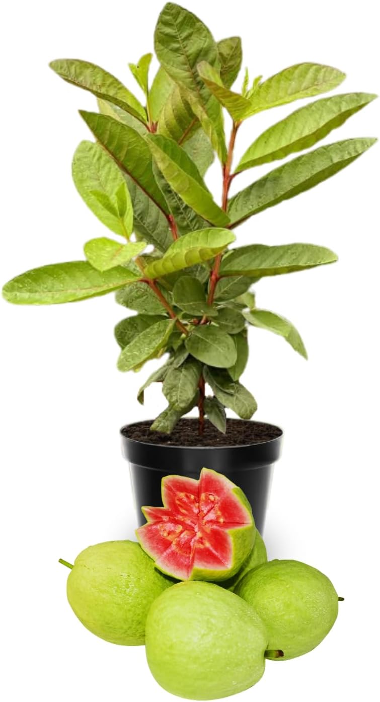 Amazon.com : Guava Tree Live Plant, 5 to 7 Inc Tall, Pink Guava Plant ...