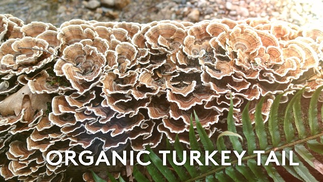 Watch Ultimate Shrooms - Organic Mushroom Powder on Amazon Live