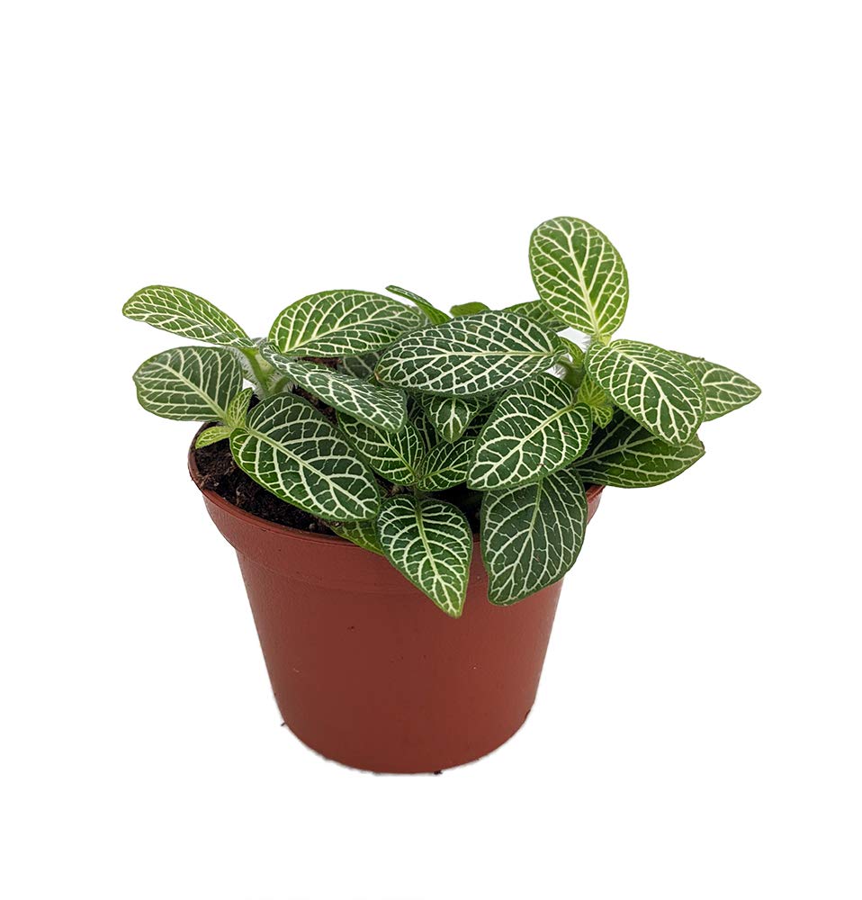 Amazon.com : Mini Green & White Nerve Plant - Fittonia verschaffeltii ...