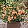 Amazon.com : Heirloom Roses David Austin Rose Plant - Lady of Shalott ...