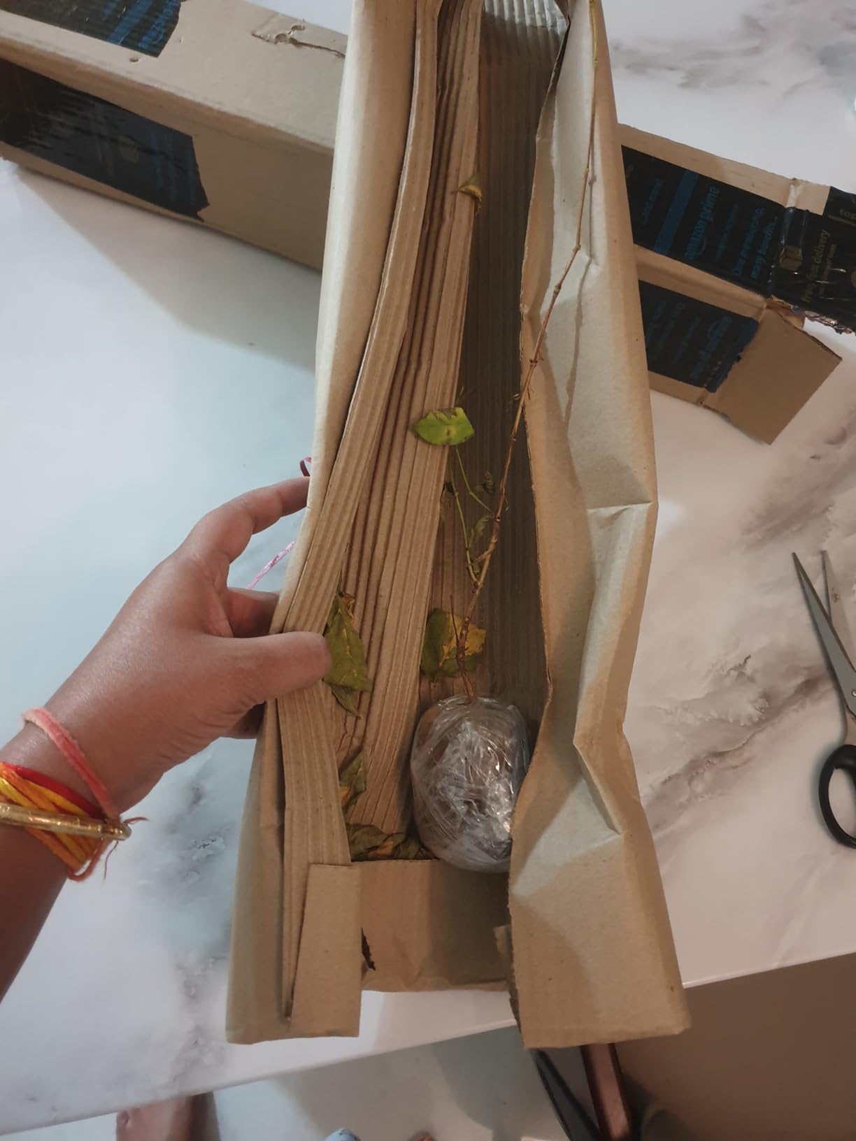 Hug A Plant | Madhumalati (combretum indicum)- Flowering/Ornamental ...