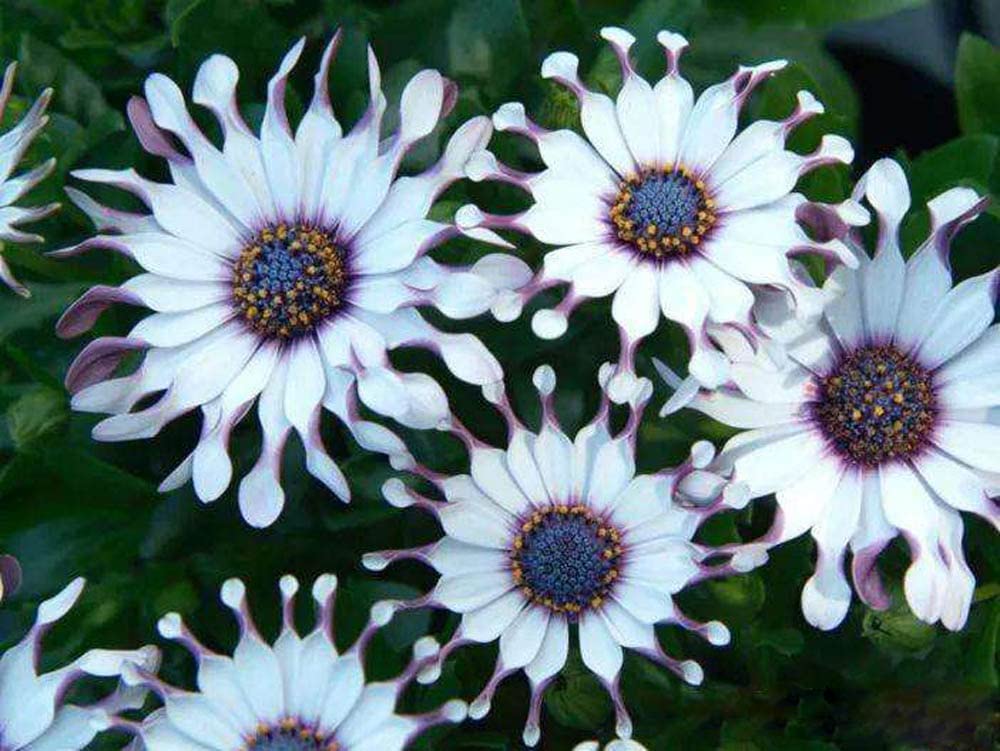 African Daisy Ground Cover African Daisies: Care & Cultivation