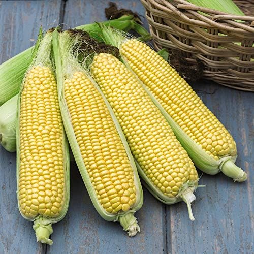 Sweet Pepper Seeds, Pointed Red Peppers, Heavy Cropping, Great for ...