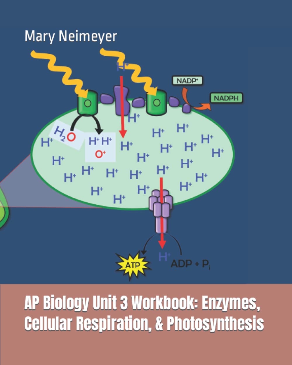 AP Biology Unit 3 Workbook: Enzymes, Cellular Respiration ...