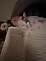 Meow (The Meow Library): Austen, Sam: 9798988647706: Amazon.com: Books