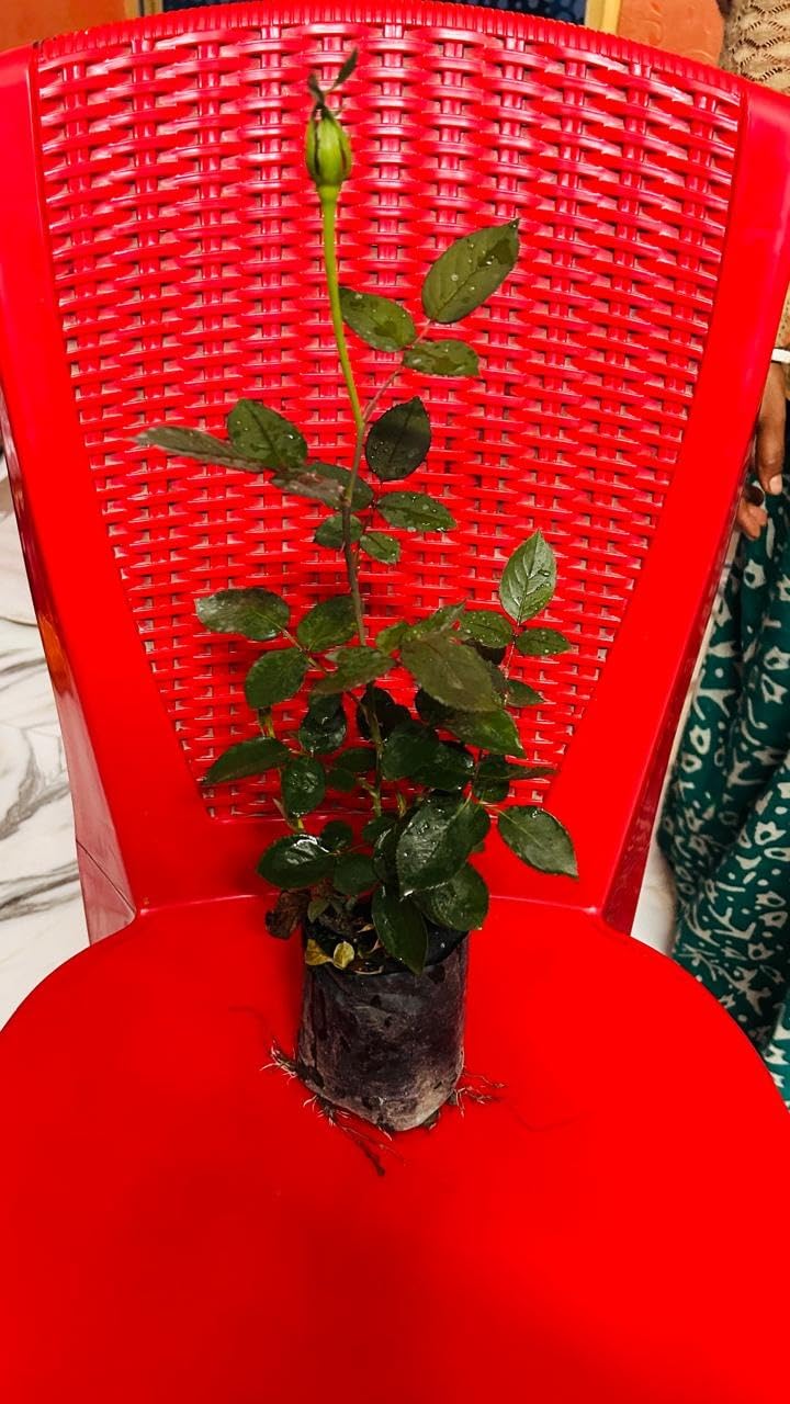 Black Rose Tree Plant Original, Original Plant For Black Rose (1 Live ...