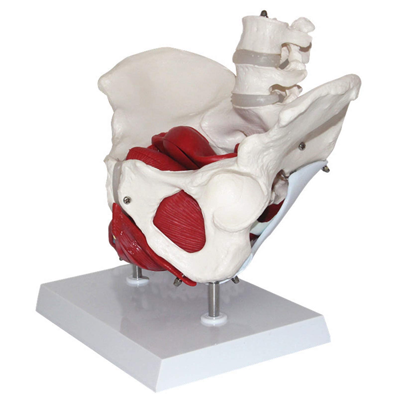 Buy WECDS Female Pelvis Skeleton Model Anatomical Model Life Size ...