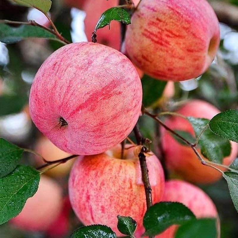 Amazon.com : Brighter Blooms Thriving Dwarf Fuji Honeycrisp Apple Trees ...